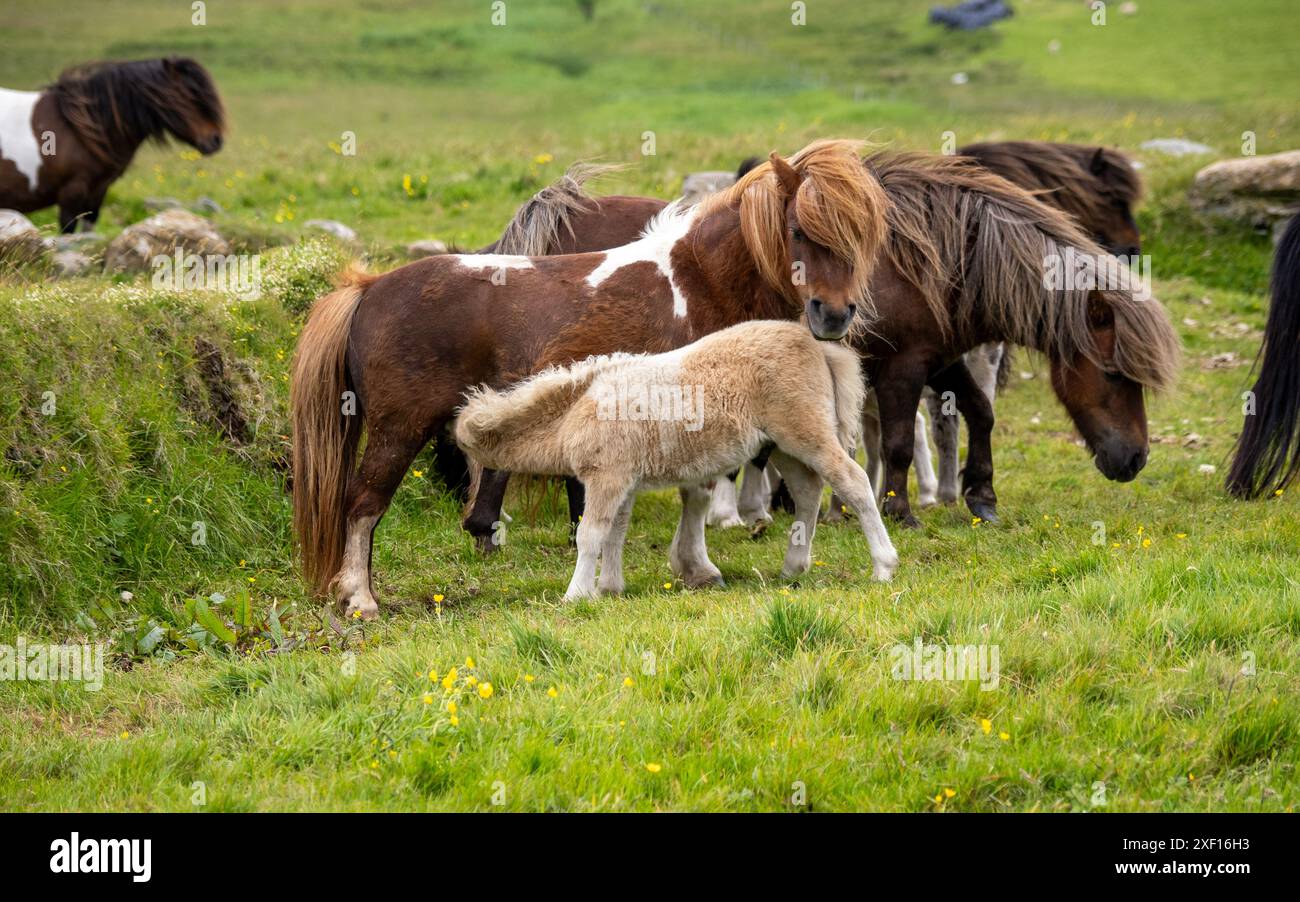 Shetland ponies, Shetland, UK Stock Photo - Alamy