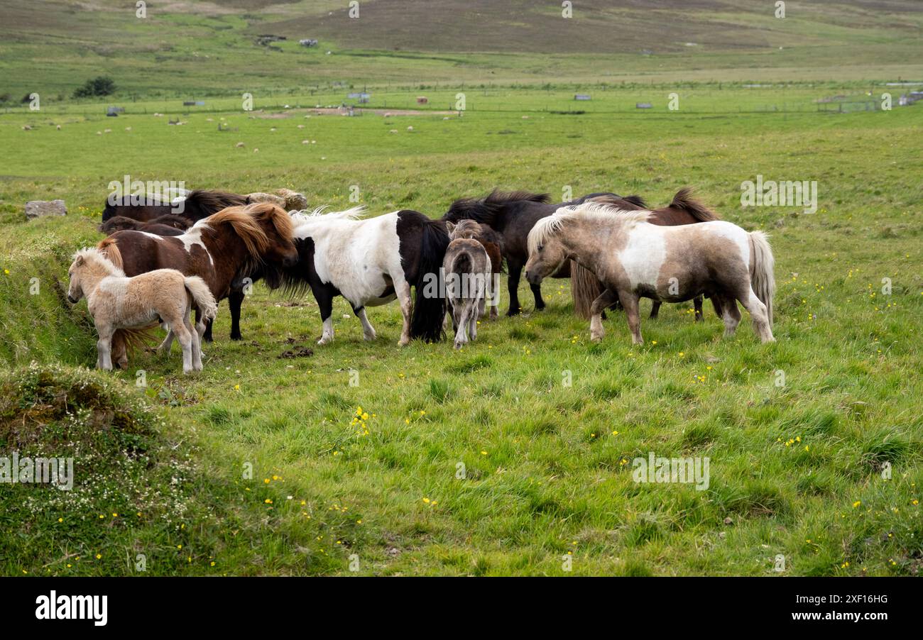 Shetland ponies, Shetland, UK Stock Photo - Alamy