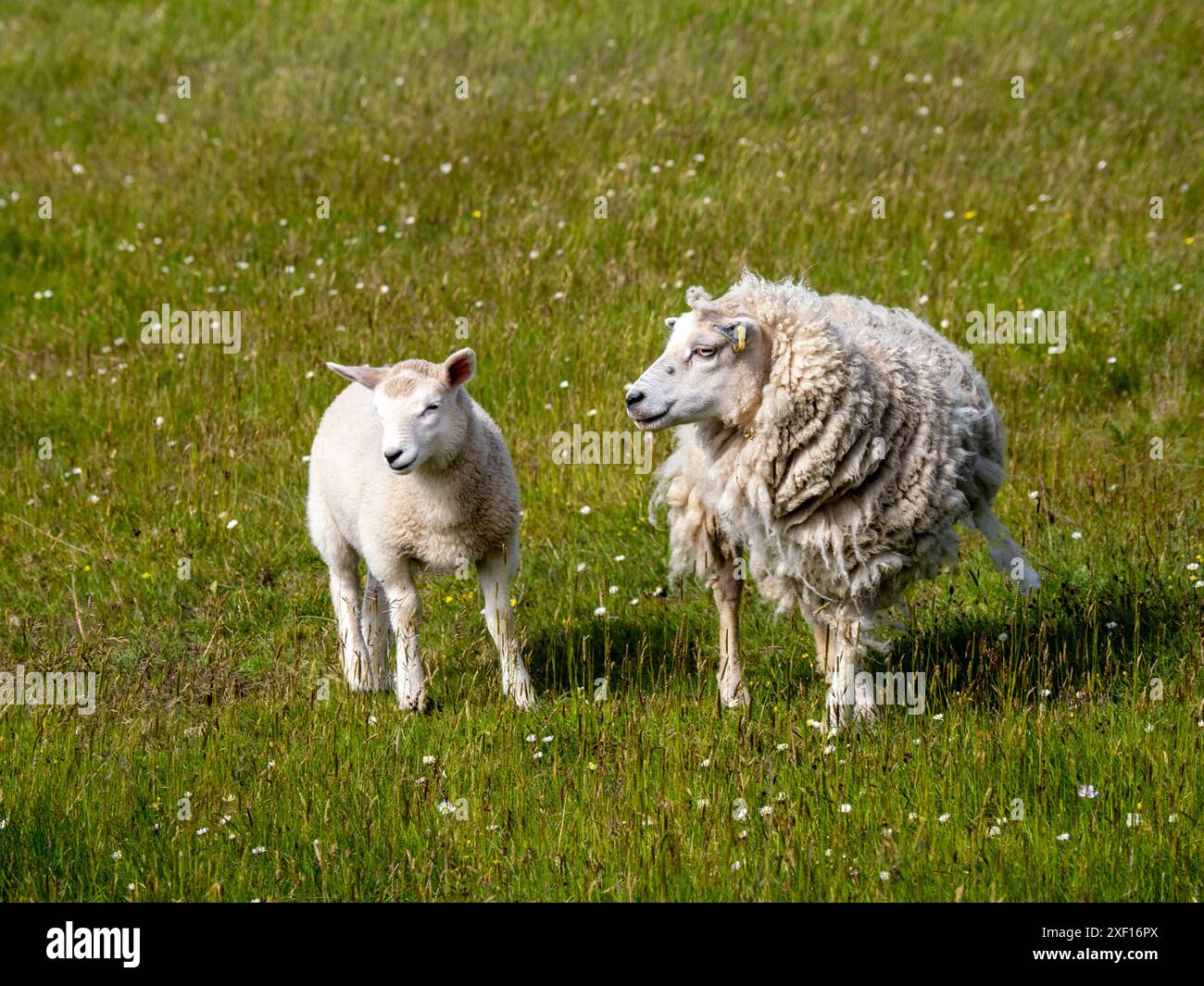 Sheep at Northmavine, Shetland, UK Stock Photo - Alamy