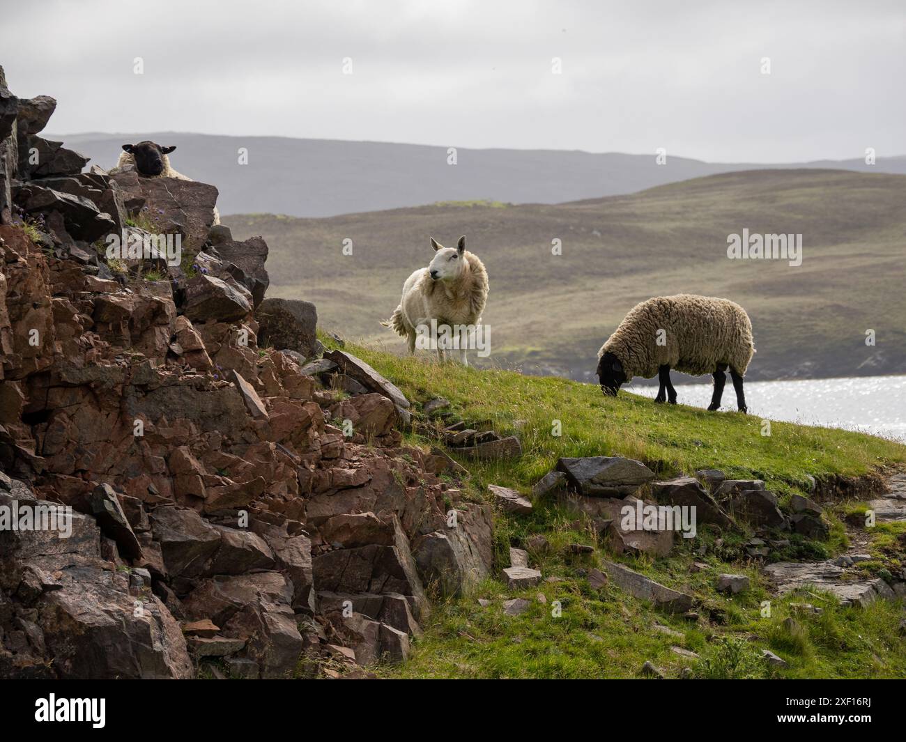 Sheep at Northmavine, Shetland, UK Stock Photo - Alamy