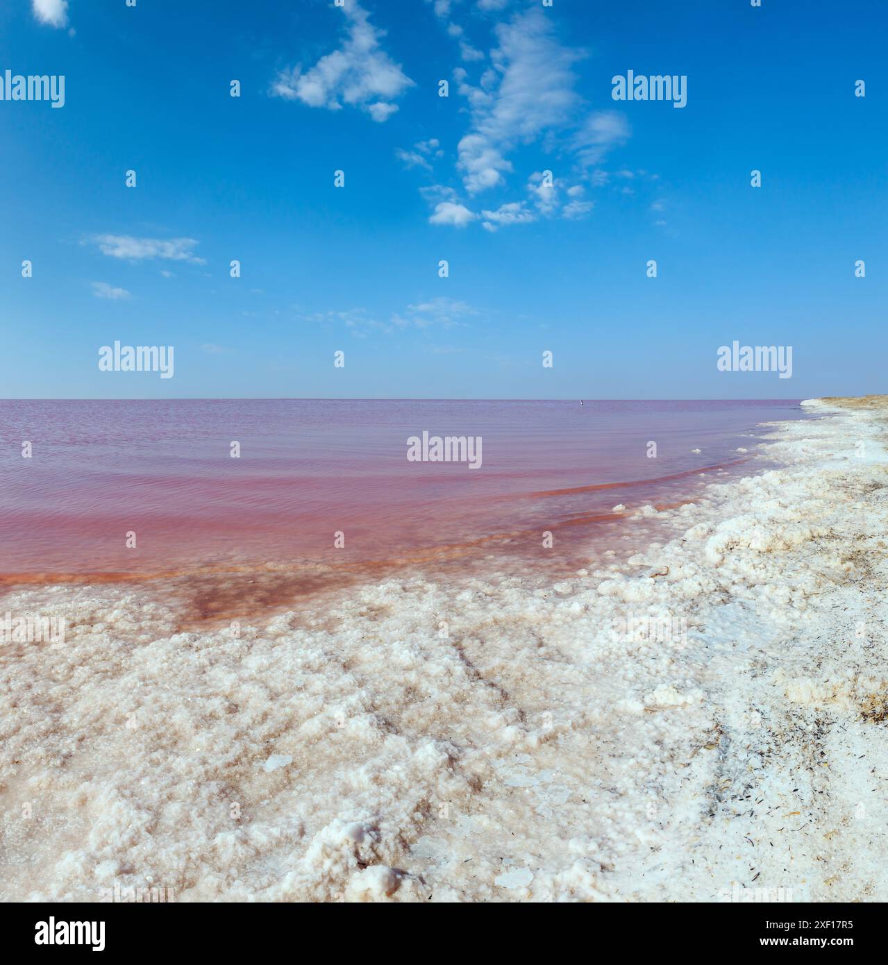 Pink extremely salty Syvash Lake, colored by microalgae with ...