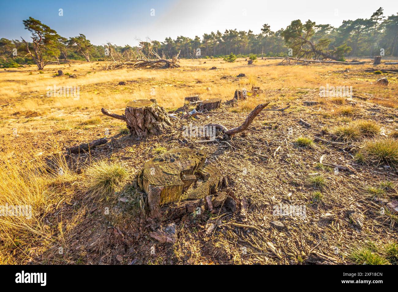 Desolate forest landcape national park de Hoge Veluwe, Holland Stock ...