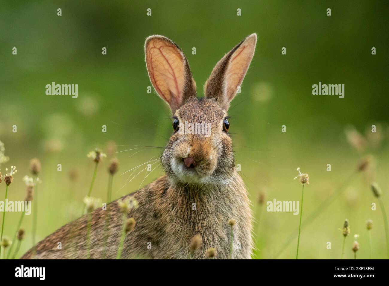 Eastern cottontail isolated hi-res stock photography and images - Alamy