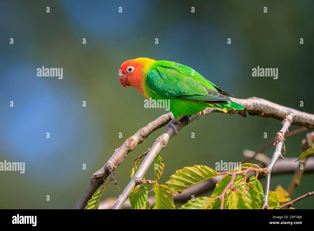 Fischers lovebird habitat hi-res stock photography and images - Alamy