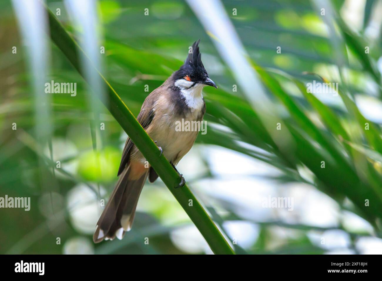 red-whiskered or crested bulbul, Pycnonotus jocosus, perched in a ...
