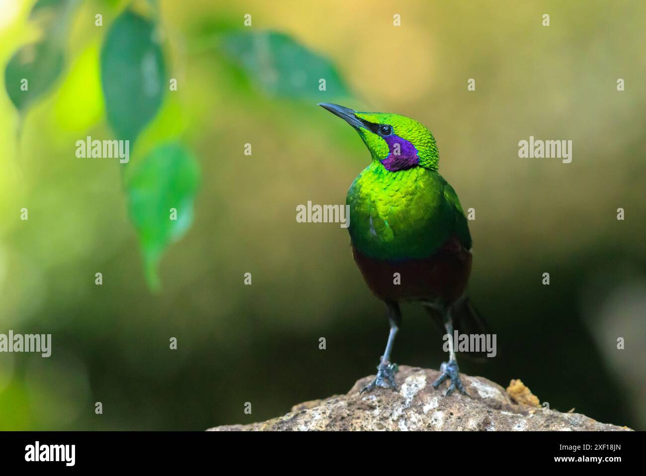 Closeup of a emerald starling, Lamprotornis iris, also known as the ...