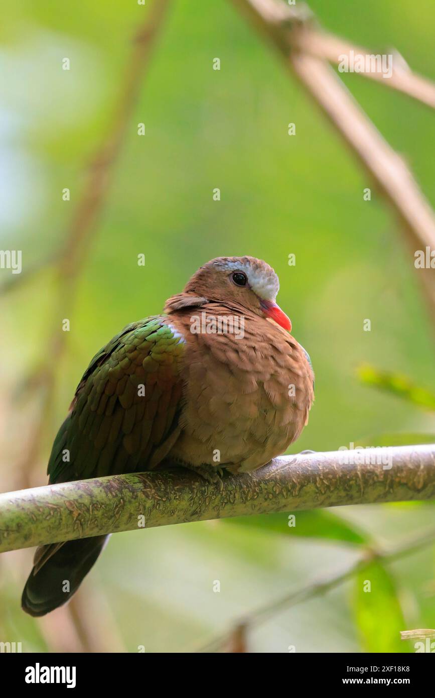 common emerald dove, Asian emerald dove, or grey-capped emerald dove ...