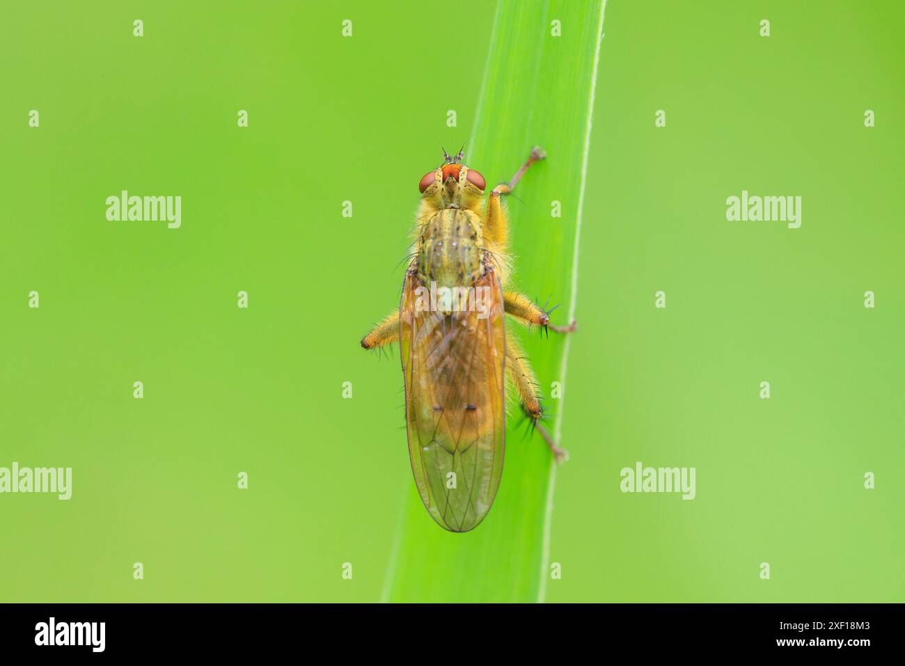 Closeup of a male Scathophaga stercoraria insect, also known as the ...