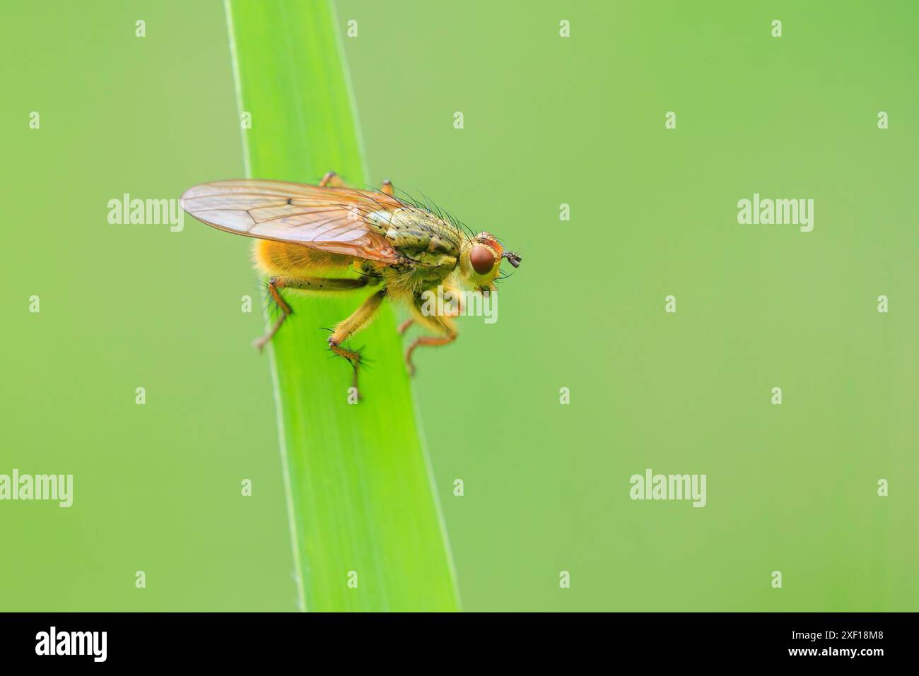 Closeup of a male Scathophaga stercoraria insect, also known as the ...