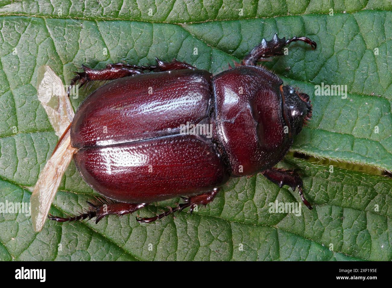 Beetle and a cat hi-res stock photography and images - Alamy