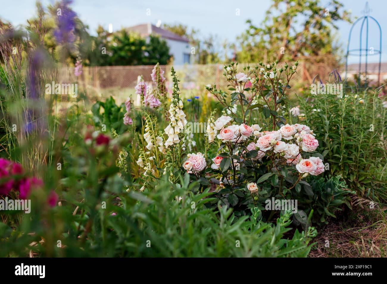 Chippendale rose blooming in summer garden. Creamy orange flowers grow ...
