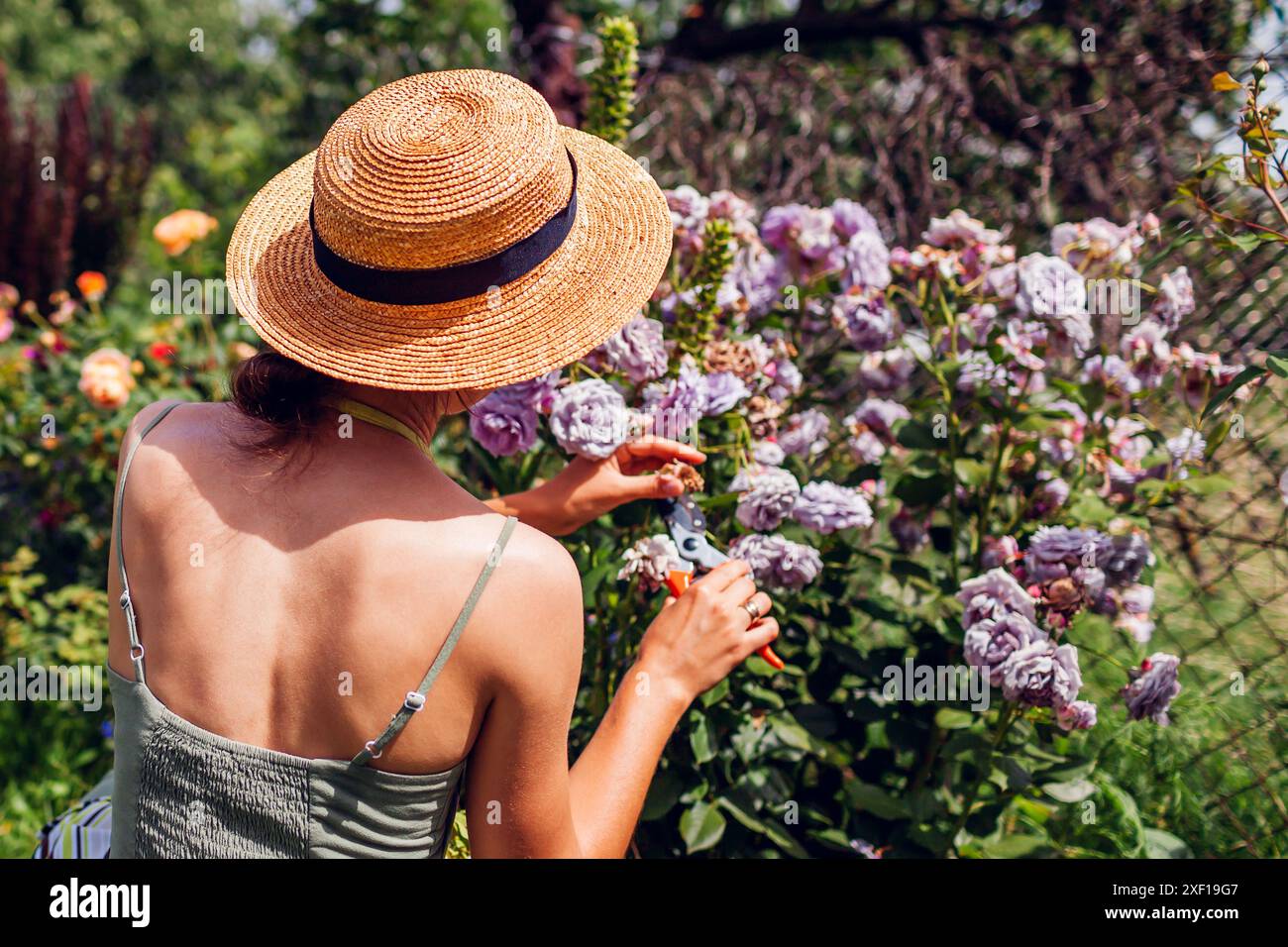 Back view of woman in straw hat deadheading spent rose blooms in summer ...
