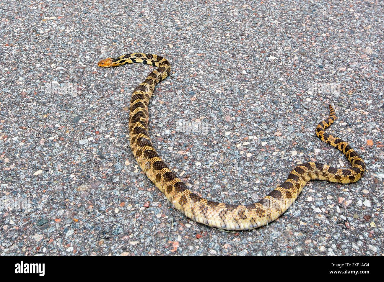 Eastern Fox Snake (Elaphe vulpina) crossing the road, horizontal Stock ...