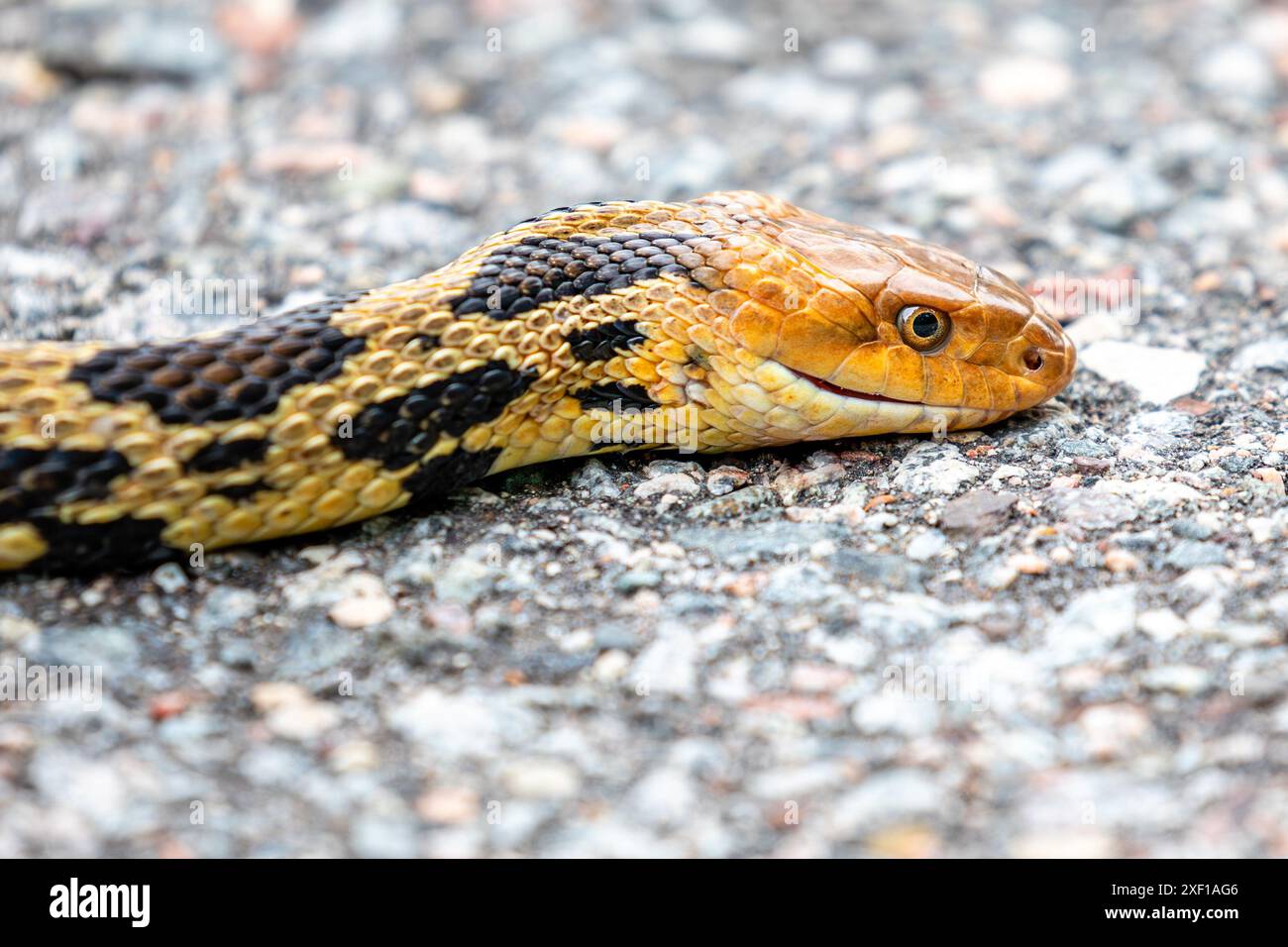 Eastern Fox Snake (Elaphe vulpina) crossing the road, horizontal Stock ...