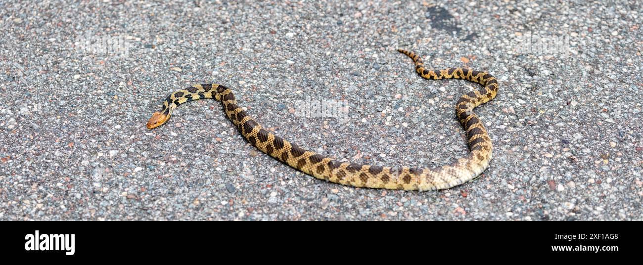 Eastern Fox Snake (Elaphe vulpina) crossing the road, panorama Stock ...