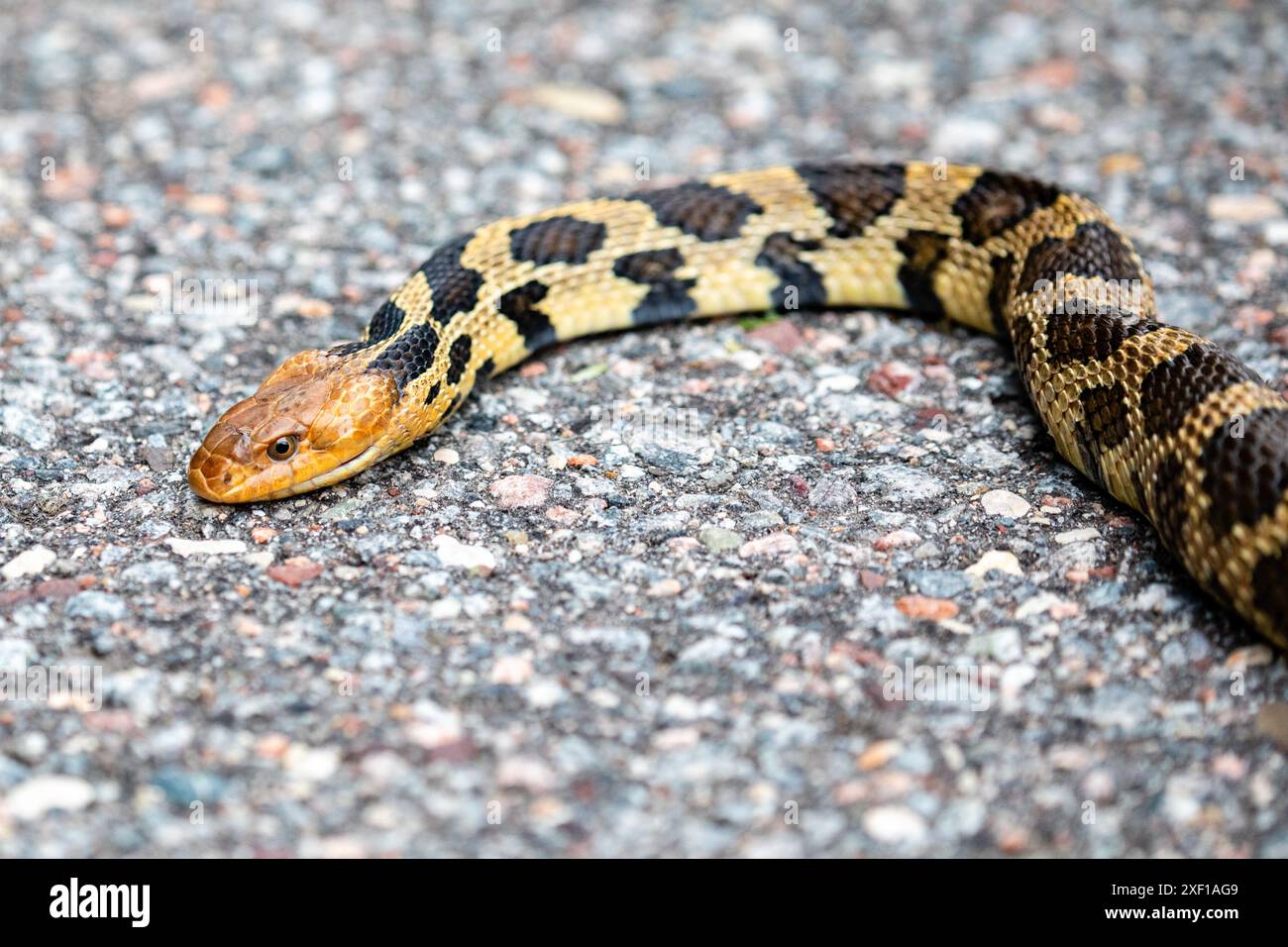 Eastern Fox Snake (Elaphe vulpina) crossing the road, horizontal Stock ...