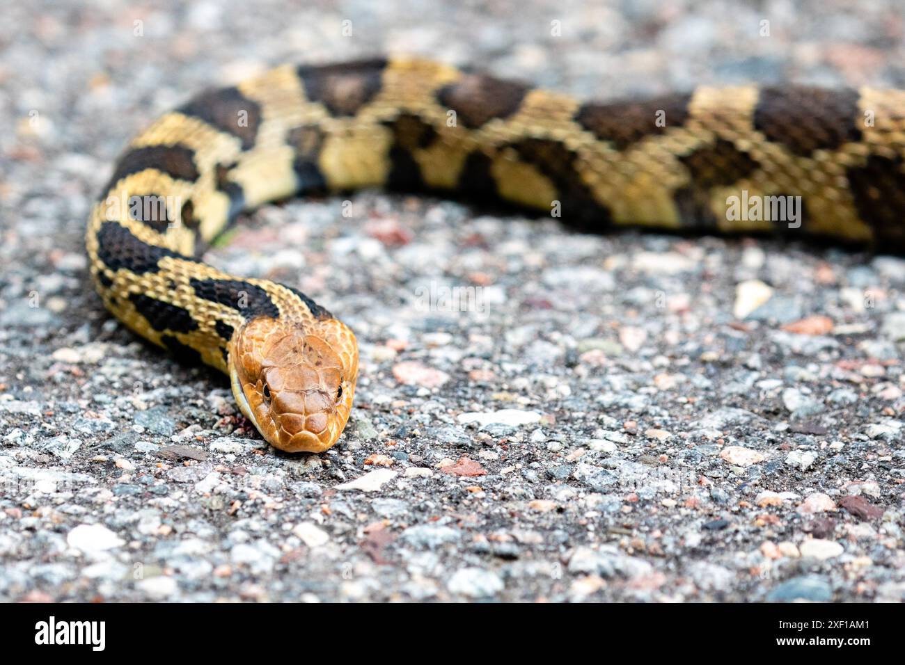 Eastern Fox Snake (Elaphe vulpina) crossing the road, horizontal Stock ...