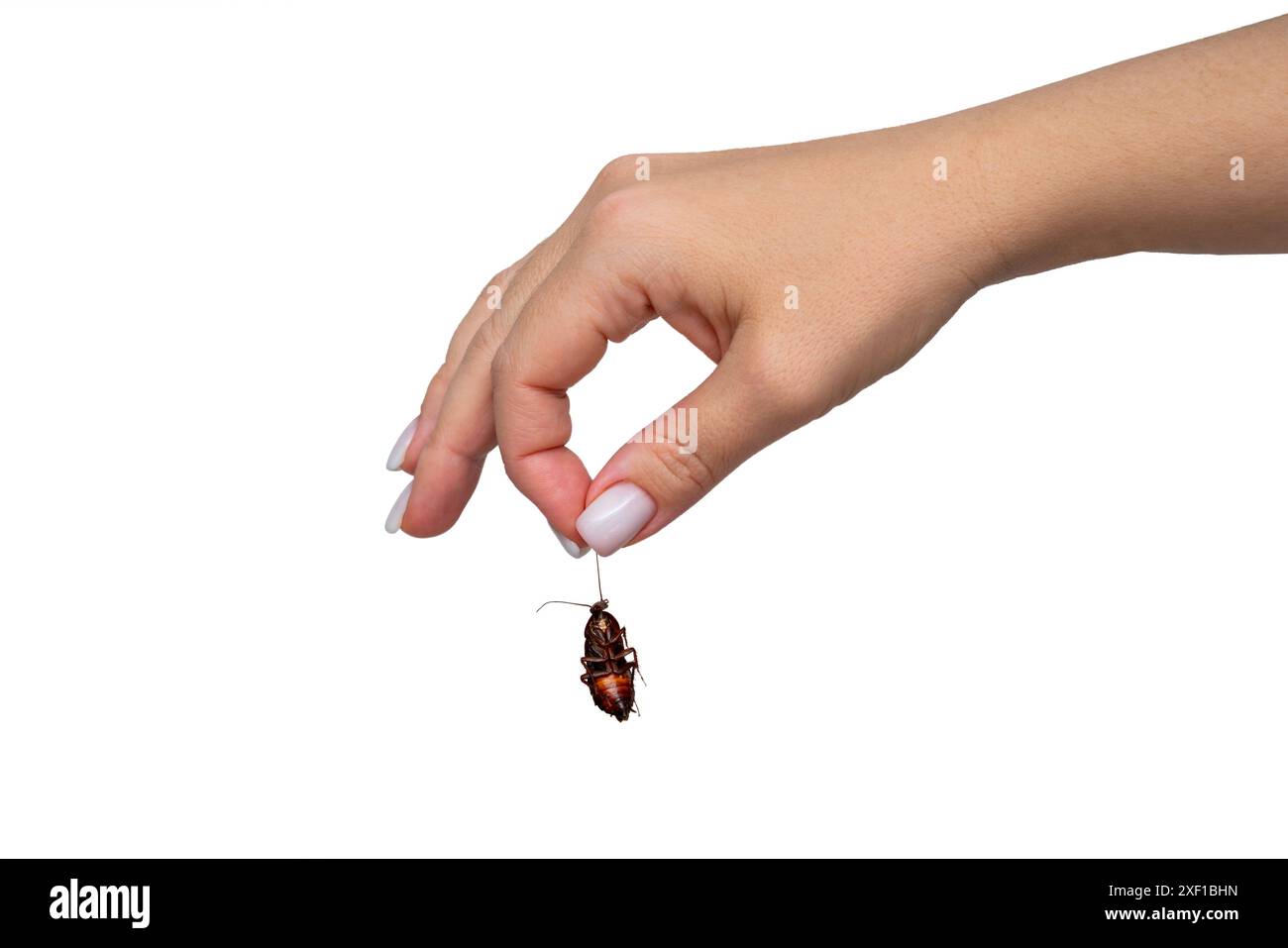Female hand holding big dead cockroach isolated on white background ...