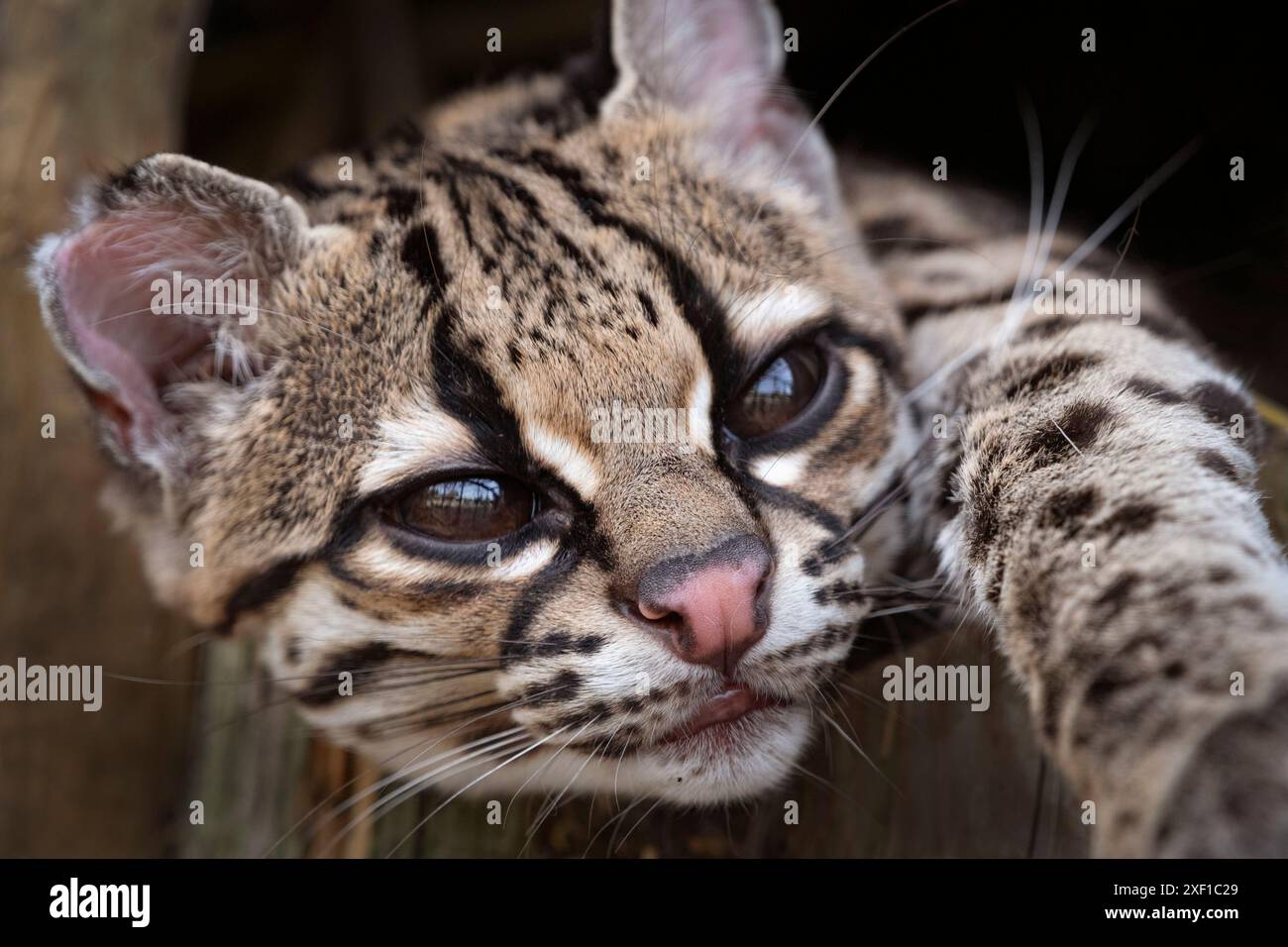 Margay hi-res stock photography and images - Alamy