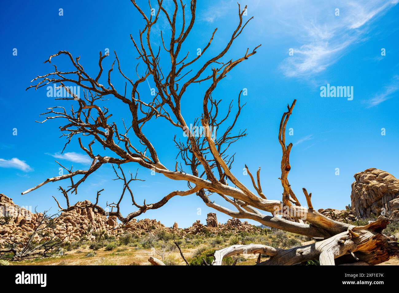 Old fallen tree trunk; Hidden Valley; Joshua Tree National Park ...