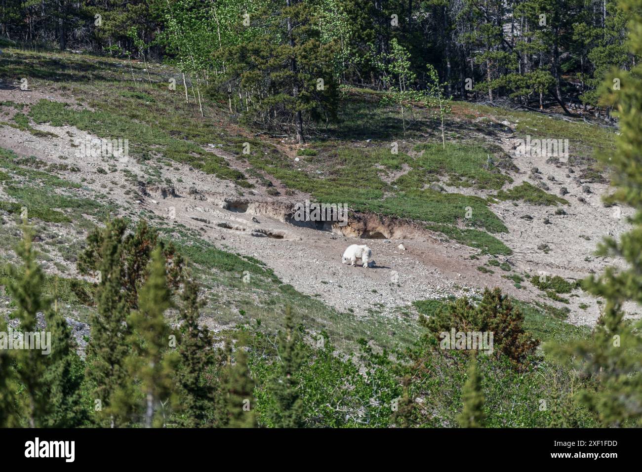 Wilderness rock face, cliff on the side of a mountain in Yukon ...