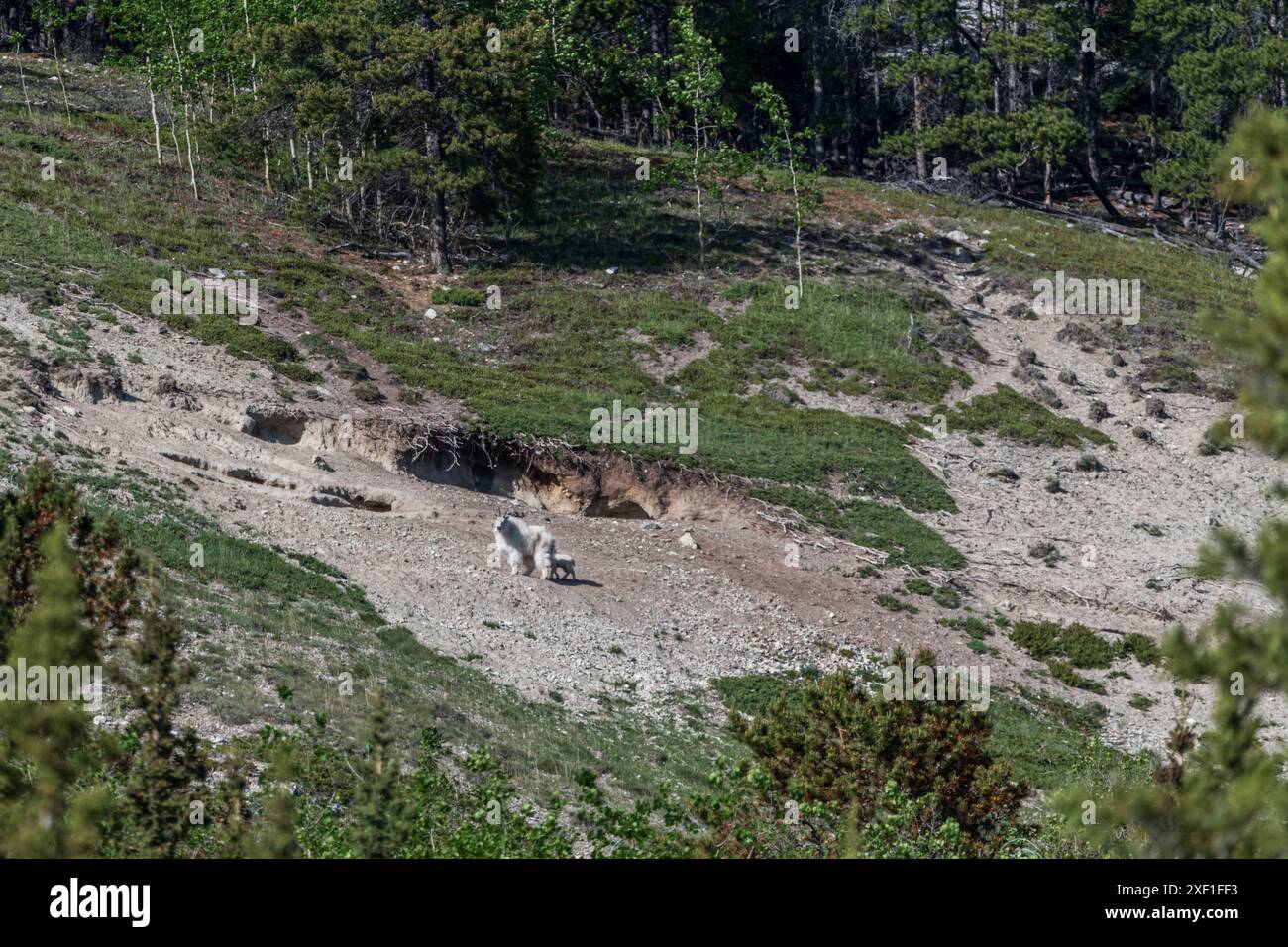 Wilderness rock face, cliff on the side of a mountain in Yukon ...