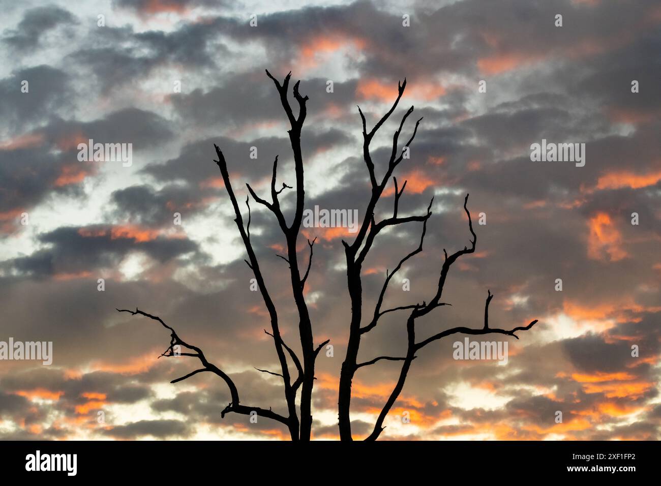 Australian night sky outback hi-res stock photography and images - Alamy