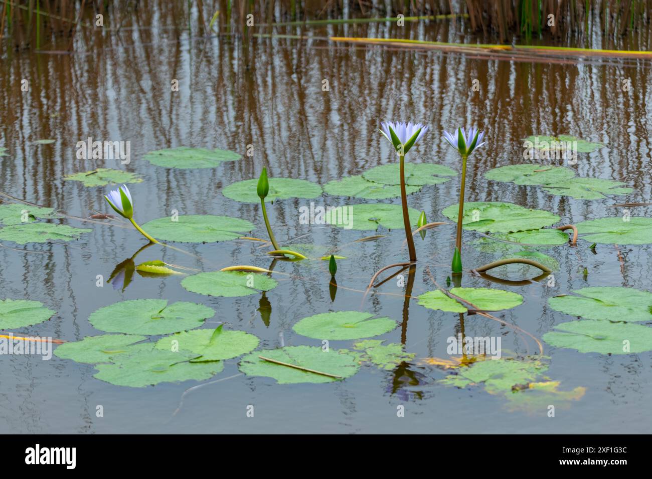 Water lily flower sprouting up through green, leaf pads in eastern ...