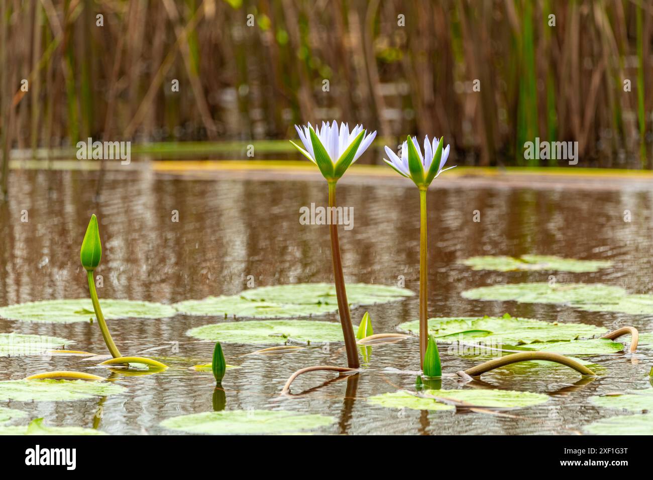 Water lily flower sprouting up through green, leaf pads in eastern ...
