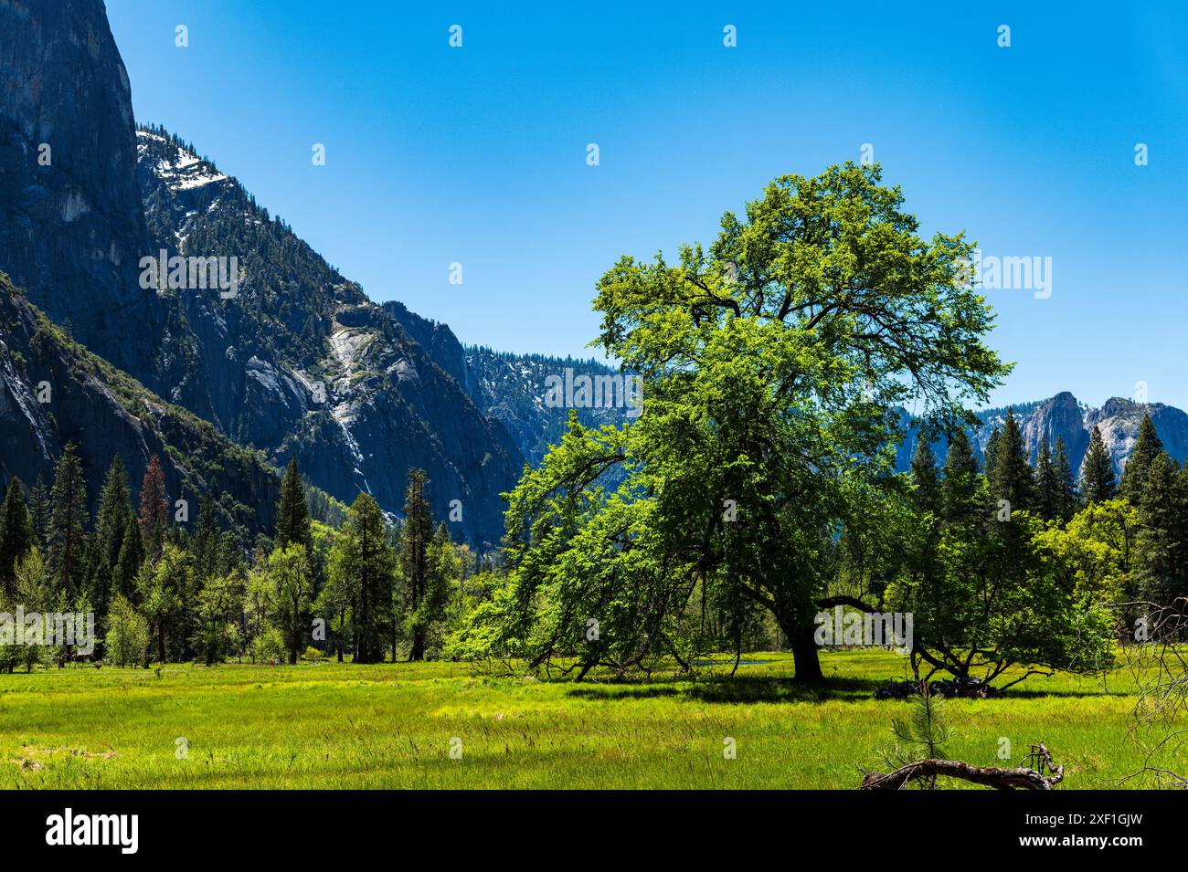 Cook's Meadow; Yosemite Valley Floor; Yosemite National Park ...