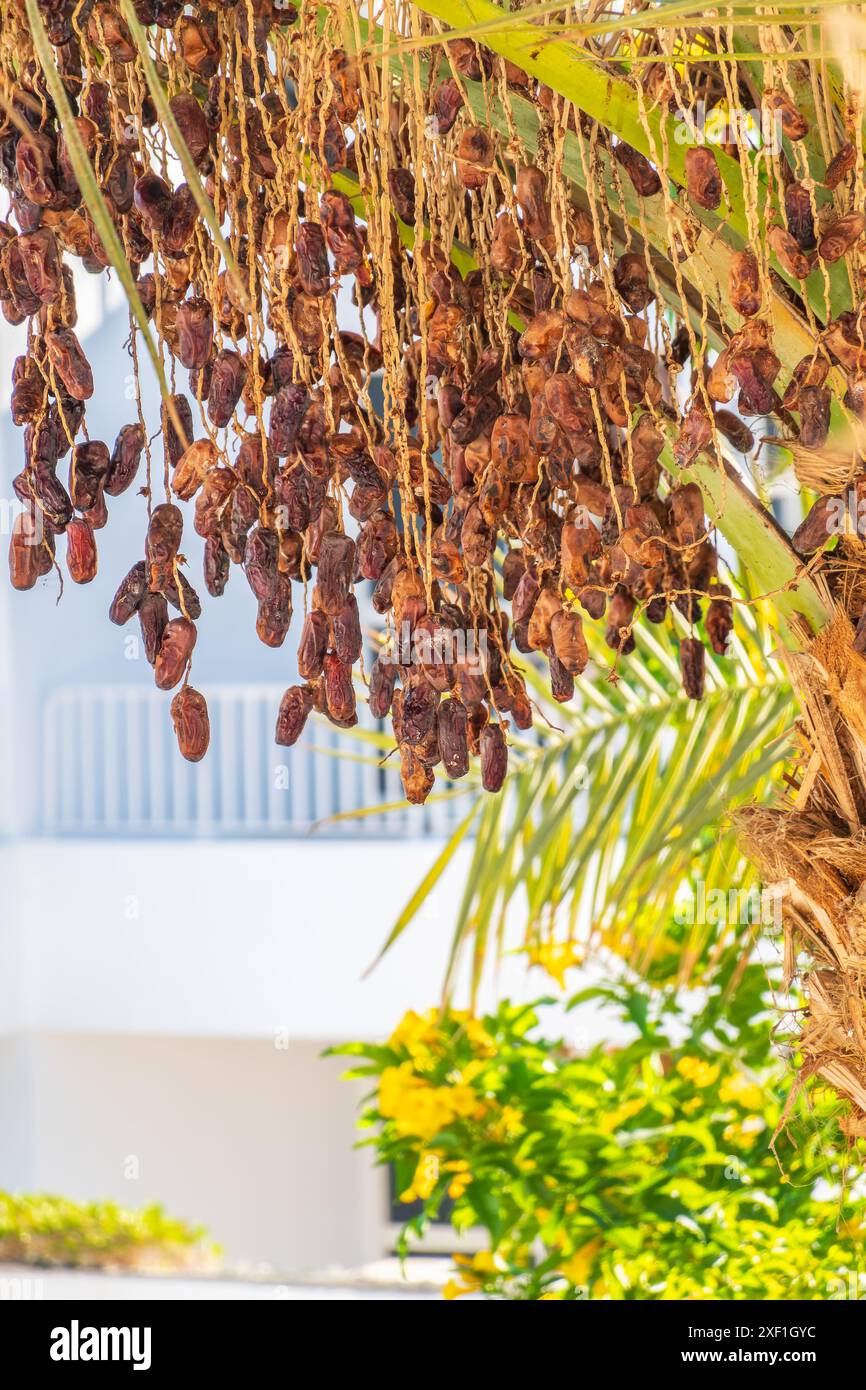 Closeup of colourful dates clusters. Ready to ripe dates hanging from ...
