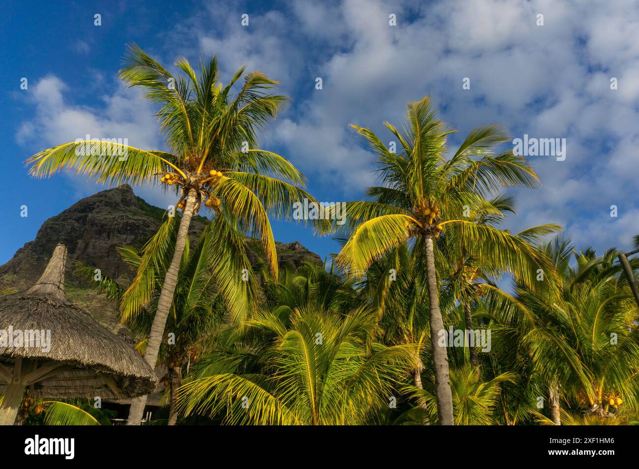 Palm trees of Mauritius Stock Photo - Alamy