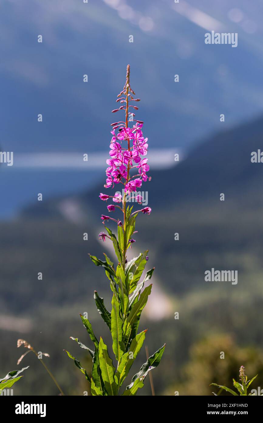 Stunning Fireweed flower seen in close up with blurred background Stock ...