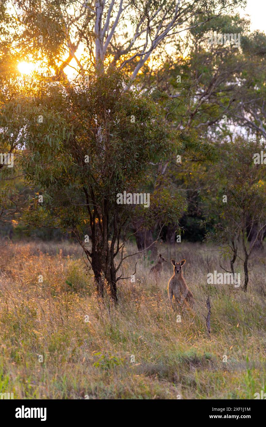 Australian kangaroos sunset in wild hi-res stock photography and images ...