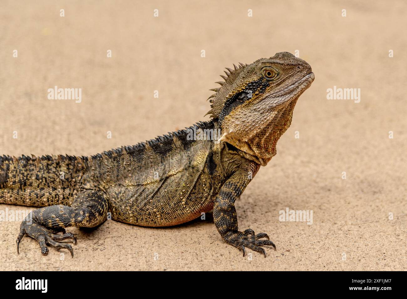 Native Eastern Water Dragon (Intellagama lesueurii) seen in Queensland ...