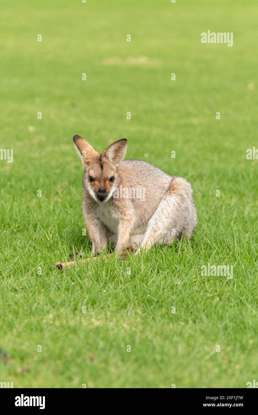 Wild wallaby, kangaroo seen in Queensland, Australia. Taken at the ...