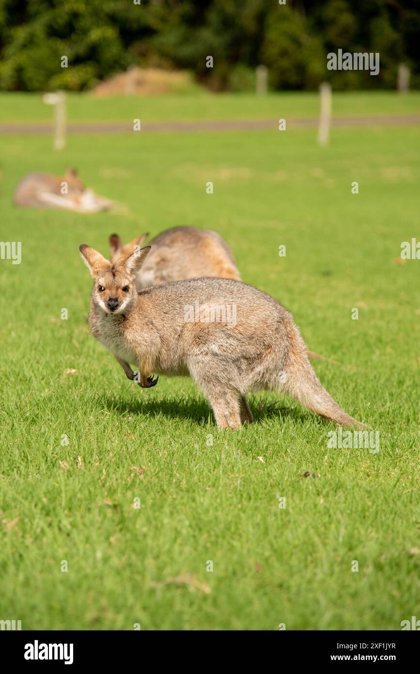 Wild wallaby, kangaroo seen in Queensland, Australia. Taken at the ...