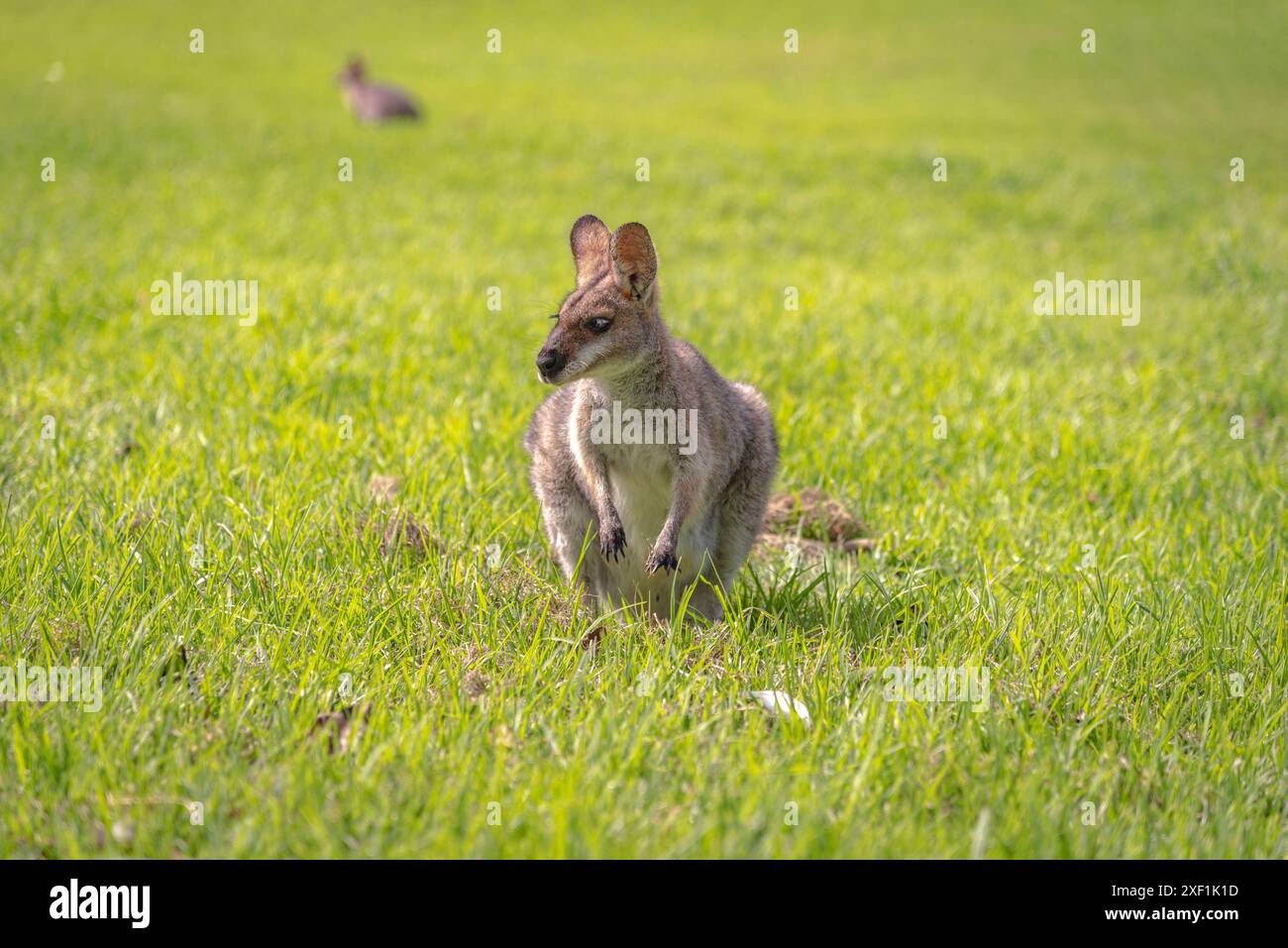 Wild wallaby, kangaroo seen in Queensland, Australia. Taken at the ...