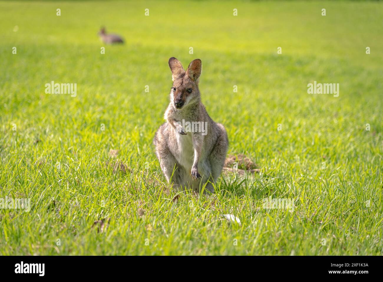 Wild wallaby, kangaroo seen in Queensland, Australia. Taken at the ...
