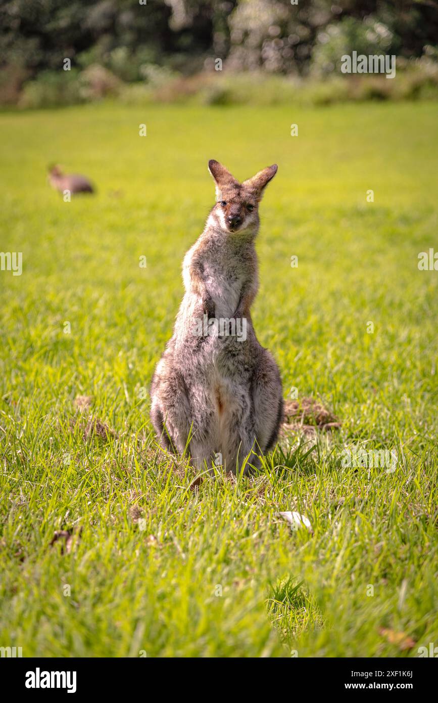 Wild wallaby, kangaroo seen in Queensland, Australia. Taken at the ...