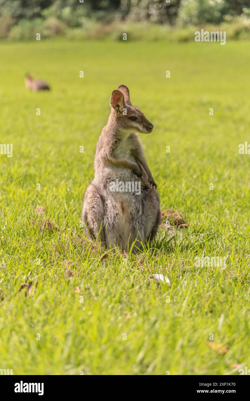 Wild wallaby, kangaroo seen in Queensland, Australia. Taken at the ...