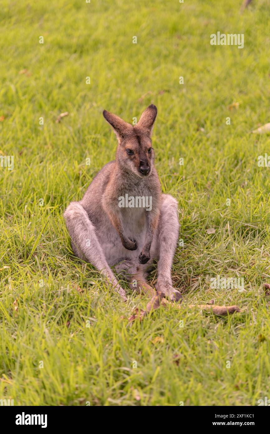 Wild wallaby, kangaroo seen in Queensland, Australia. Taken at the ...