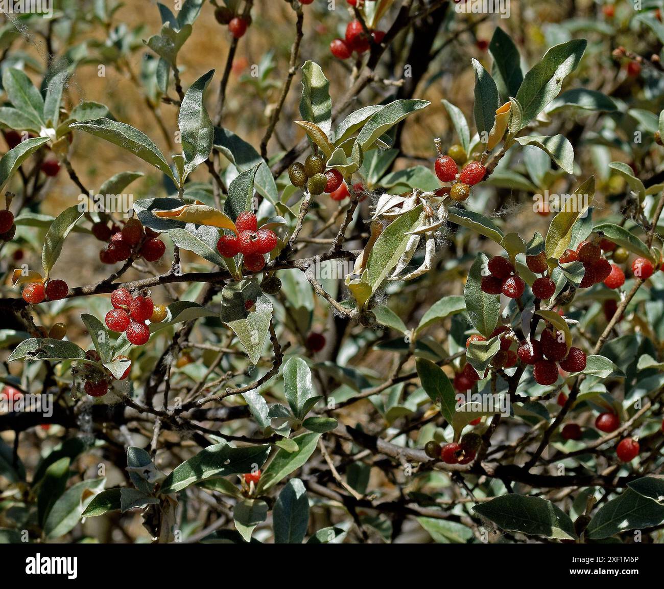 red berries at Quarry Lakes Regional Recreation Area and East Bay Hills ...