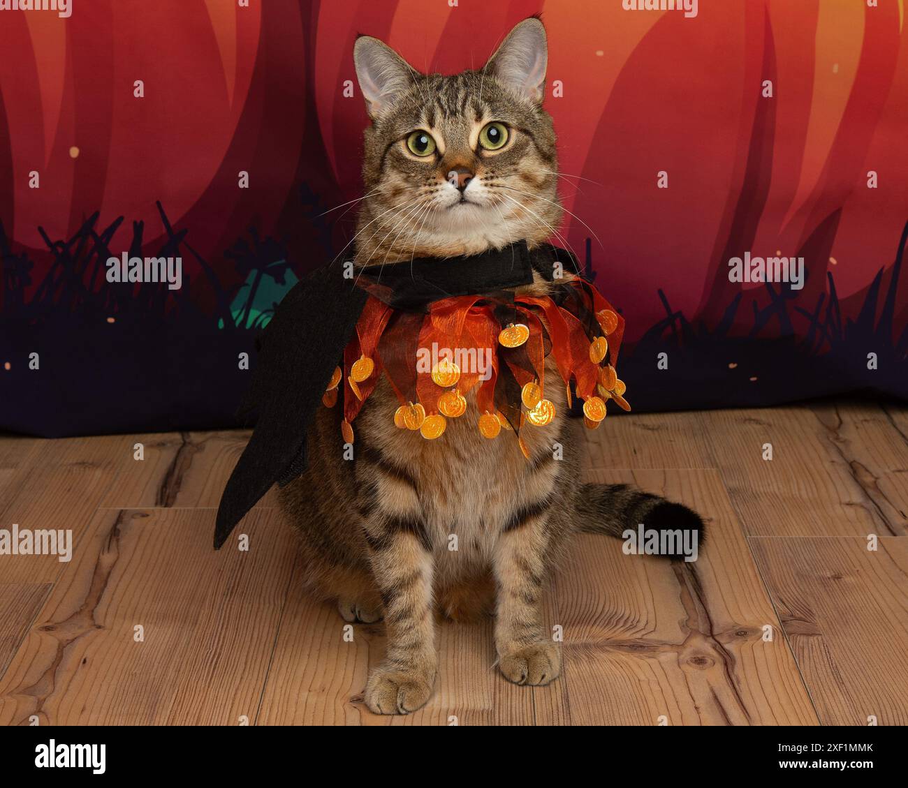 cute brown tabby cat with green eyes wearing a halloween bat wings ...