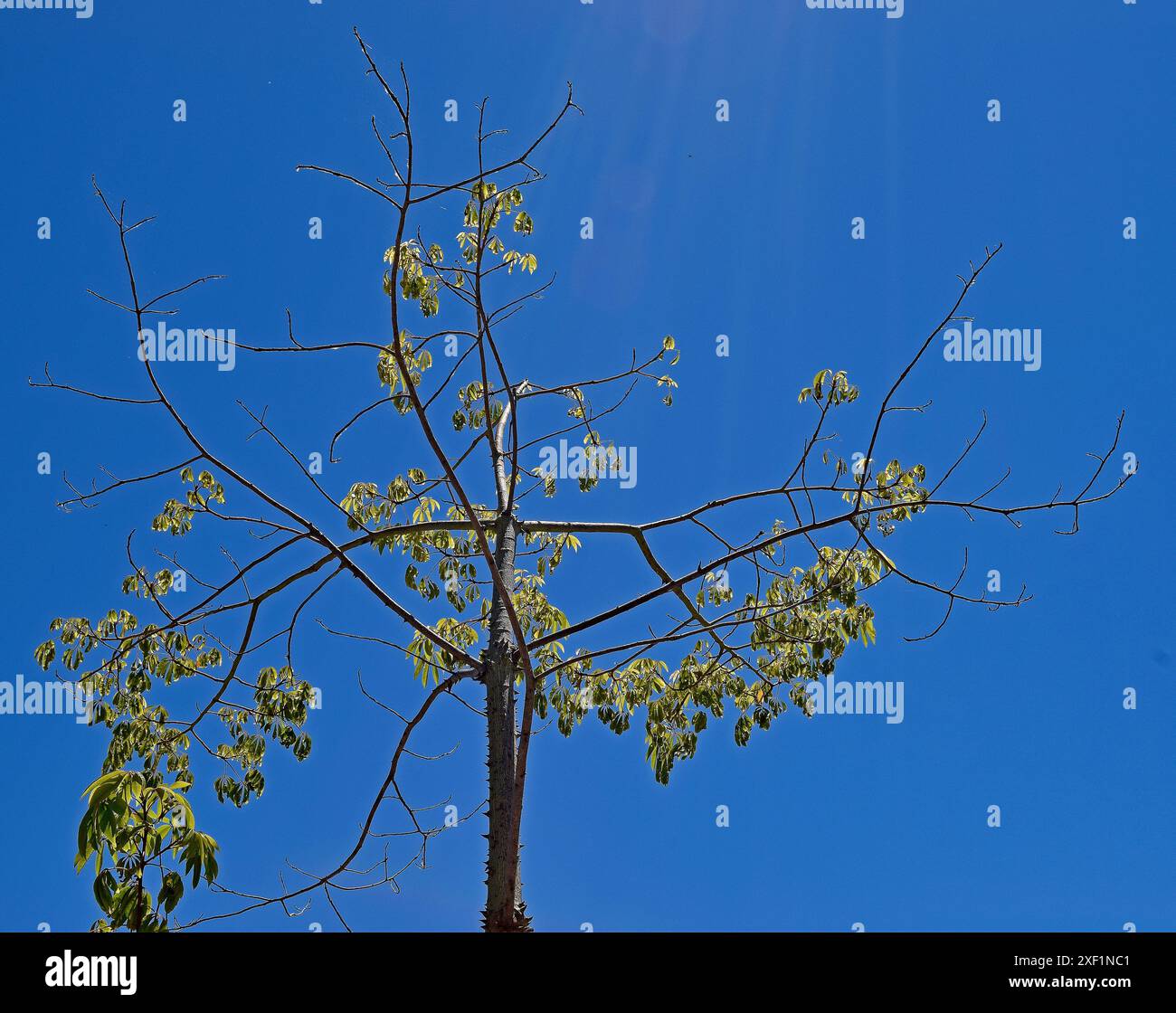 tree with thorns at Quarry Lakes Regional Recreation Area Fremont ...
