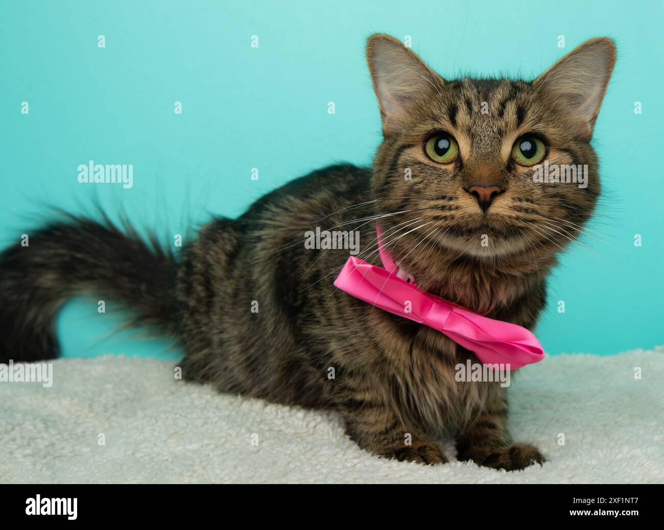 cute brown fluffy tabby kitty cat with green eyes wearing a pink bow ...