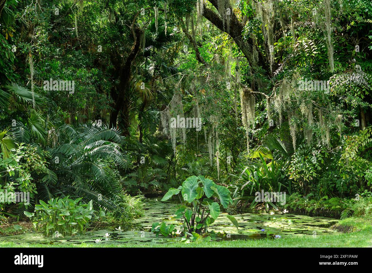 Elephant ears growing in a pond with water lillies Stock Photo - Alamy