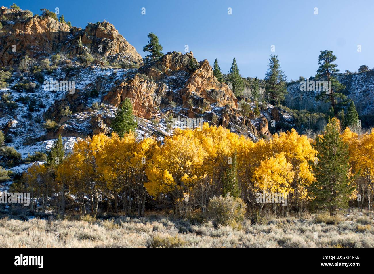 Autumn in the wilderness of the Sierra Nevada Mountain Range Stock ...