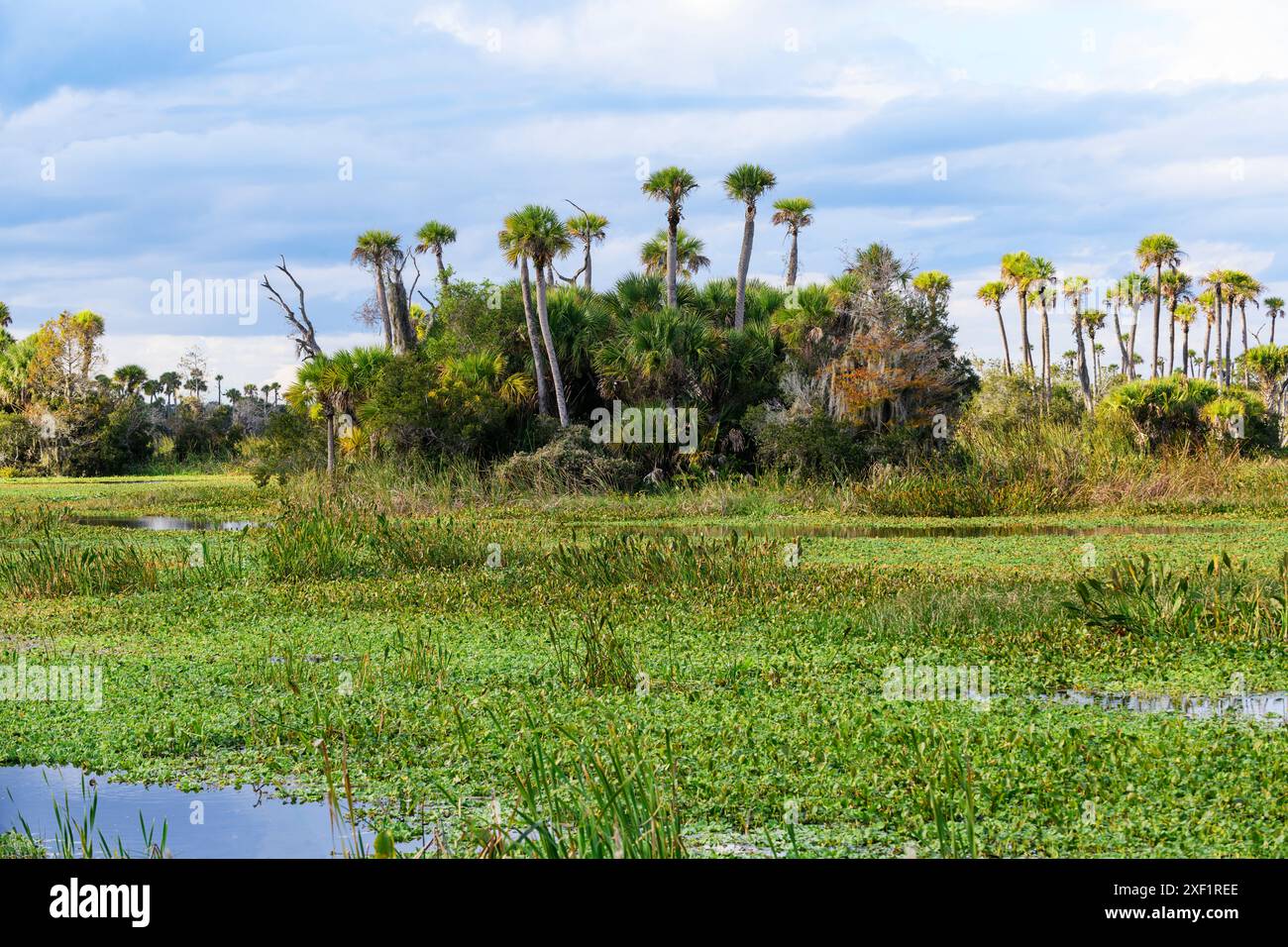 A stand of palm trees Stock Photo - Alamy