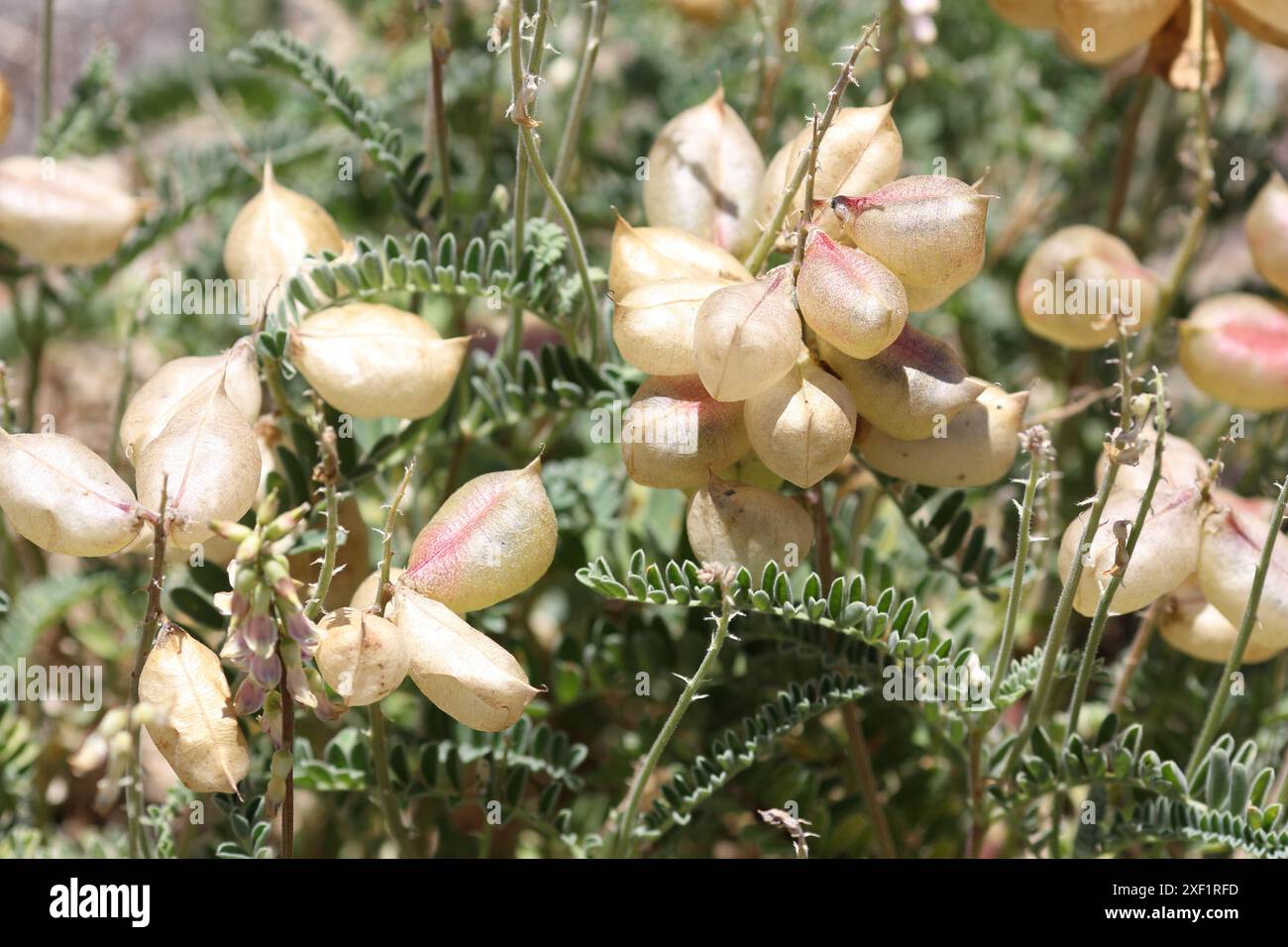 Locoweed plant hi-res stock photography and images - Alamy